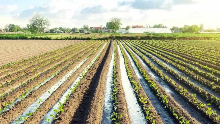 Installation des systèmes d'irrigation - Agricultural Irrigation System